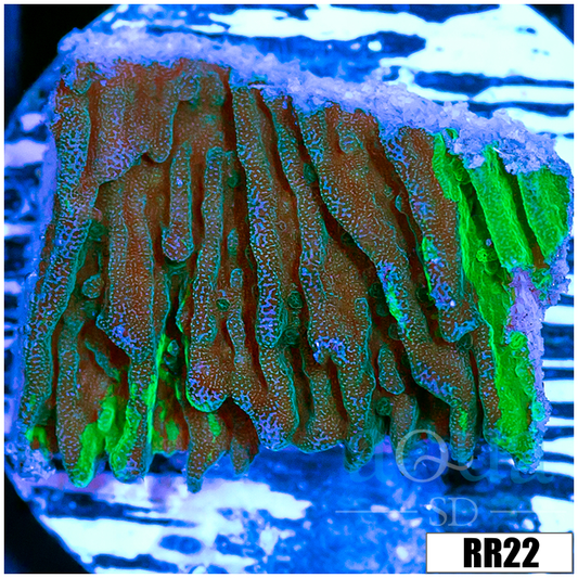 JF Cold Fusion Monti – Aqua SD