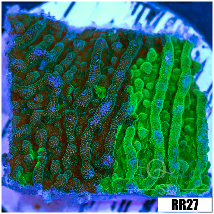 JF Cold Fusion Monti – Aqua SD