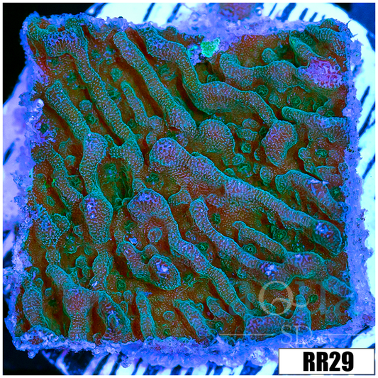 JF Cold Fusion Monti – Aqua SD