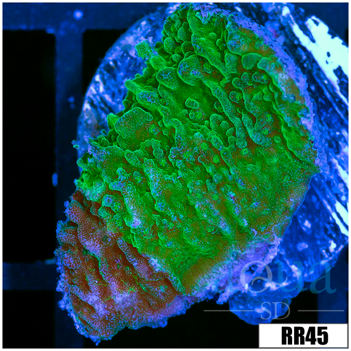 JF Cold Fusion Monti – Aqua SD