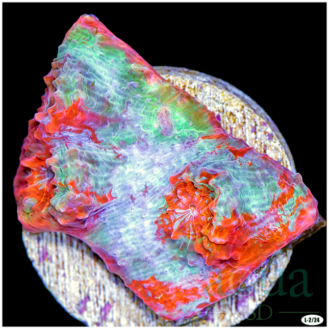 Chalices – Aqua SD