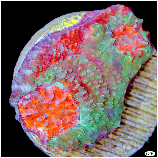 Chalices – Aqua SD