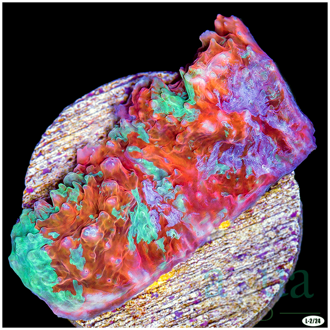 Chalices – Aqua SD