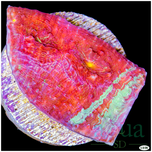 Chalices – Aqua SD