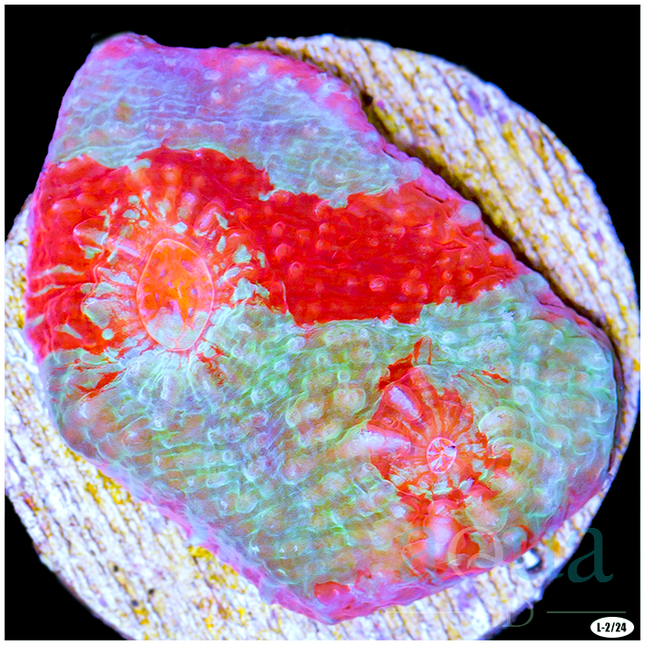 Chalices – Aqua SD