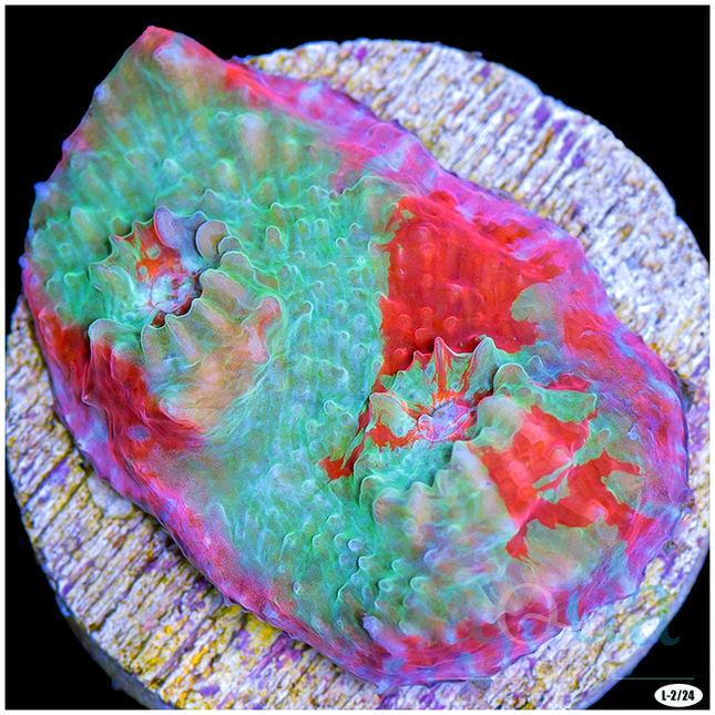 Chalices – Aqua SD