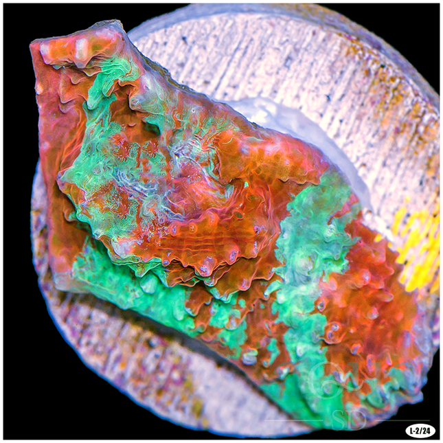 Chalices – Aqua SD