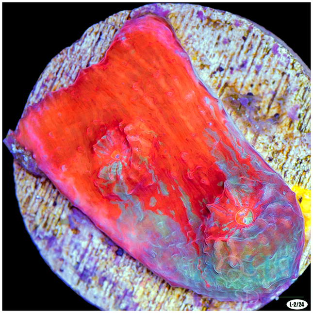 Chalices – Aqua SD