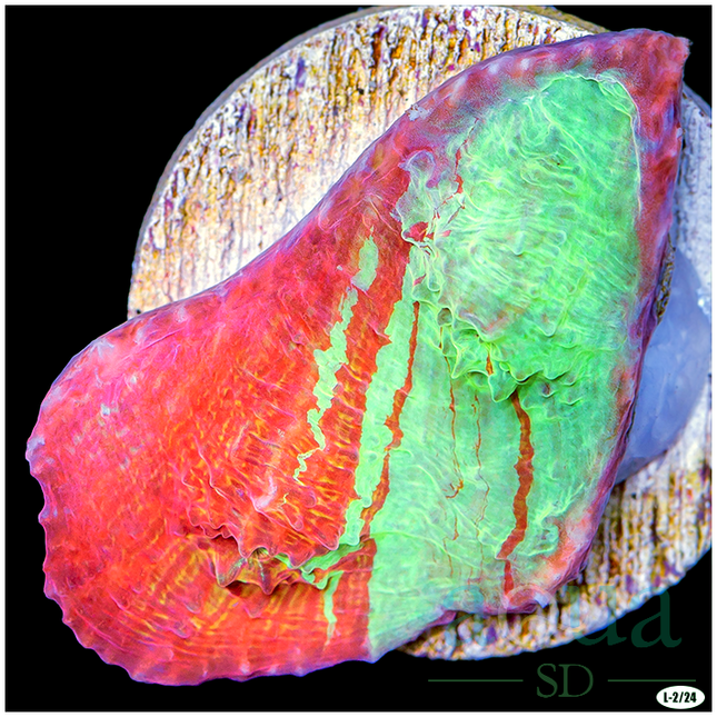 Chalices – Aqua SD