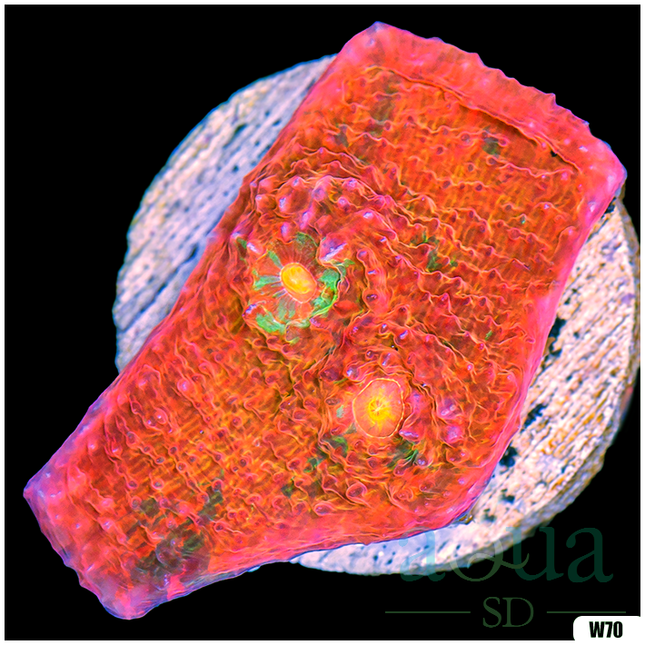 Chalices – Aqua SD