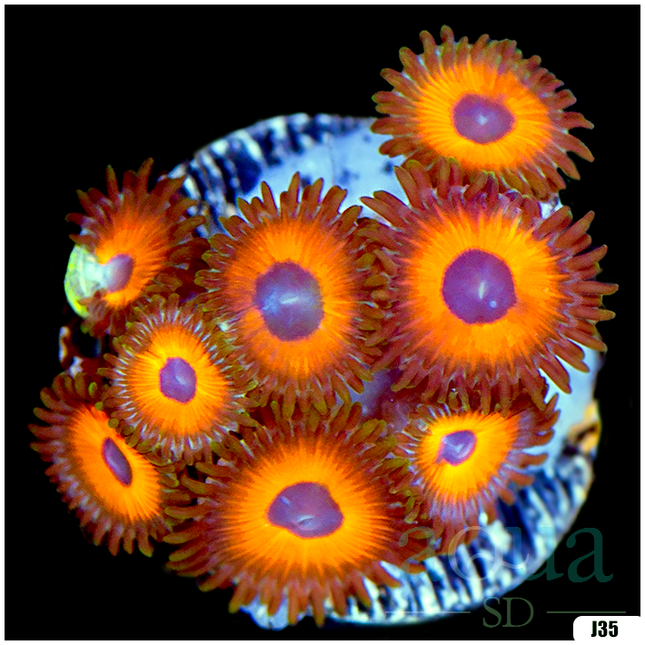 Zoas & Palys – Aqua SD