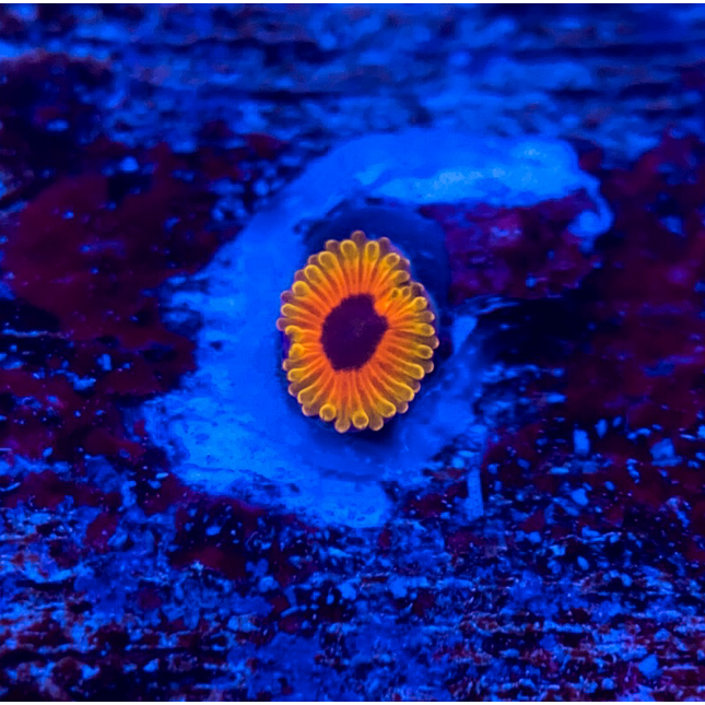 Zoas & Palys – Aqua SD