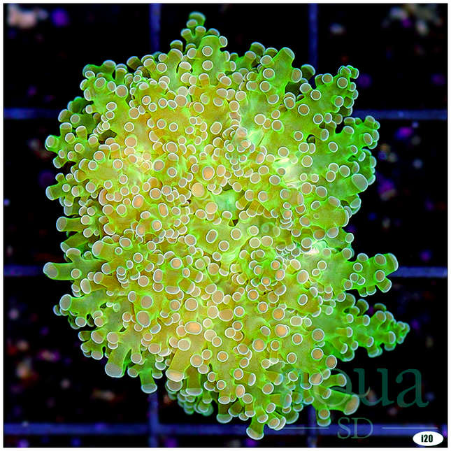 New Arrivals – Aqua SD