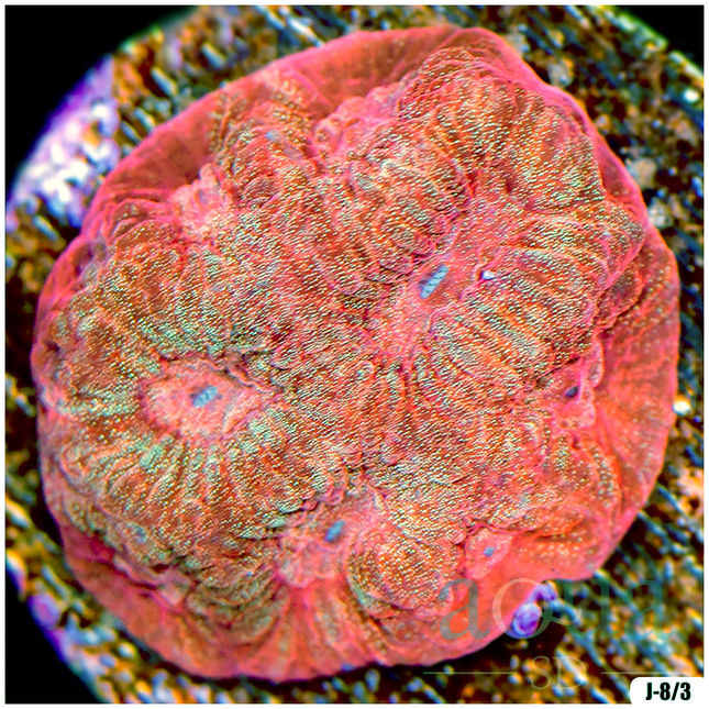 New Arrivals – Aqua SD