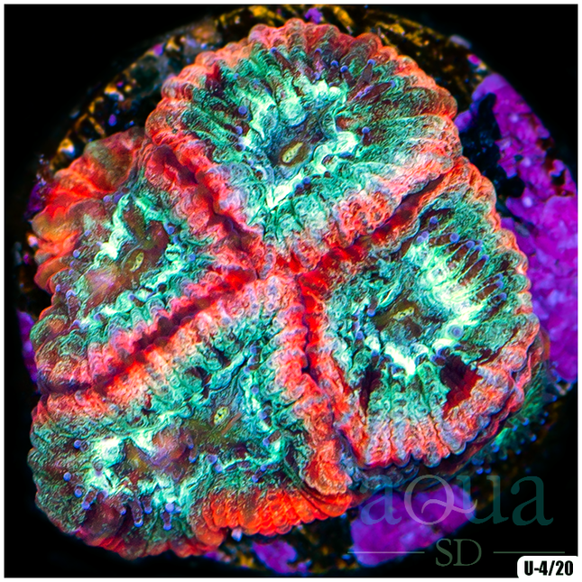 New Arrivals – Aqua SD