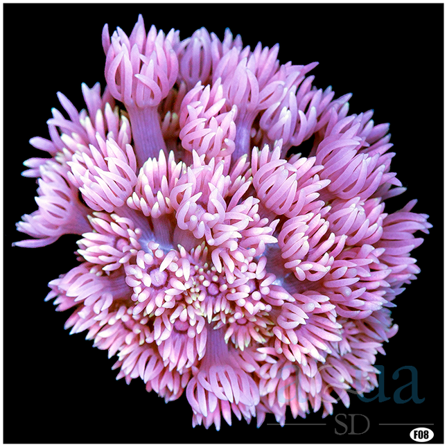 Gonis & Alves – Aqua SD