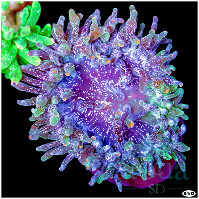 New Arrivals – Aqua SD