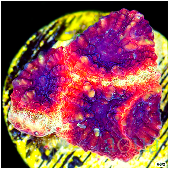 New Arrivals – Aqua SD