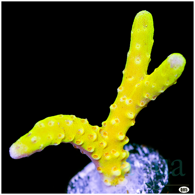 The Farm – Aqua SD