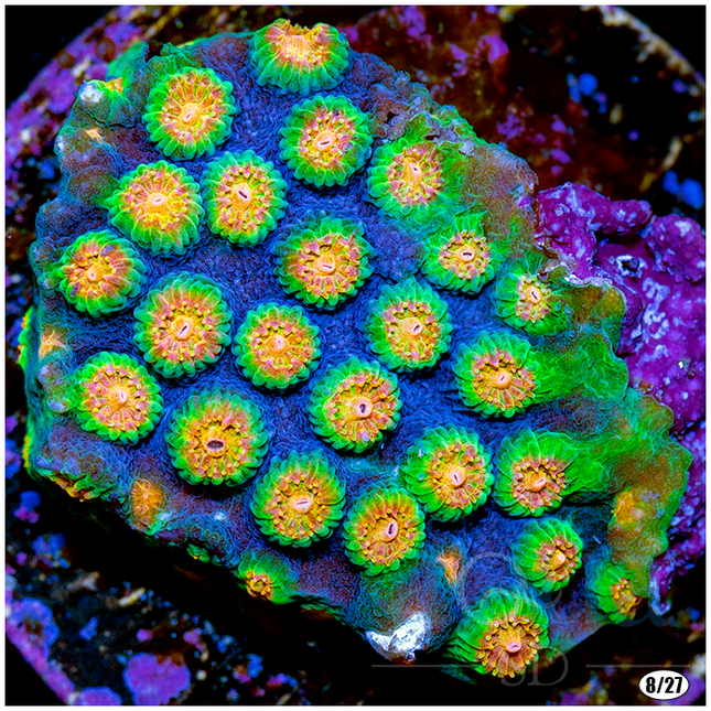 The Farm – Aqua SD