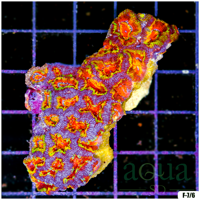 ASD TREASURE VAULT – Aqua SD