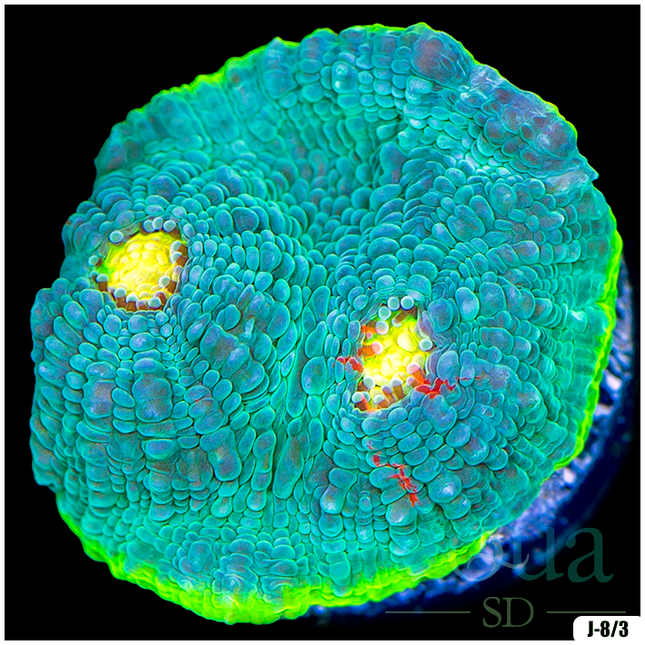 Chalices – Aqua SD