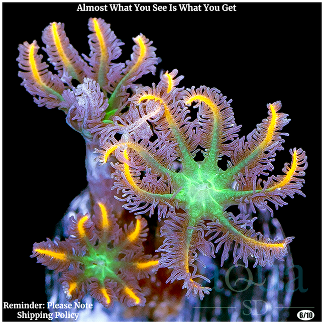 Other LPS – Aqua SD