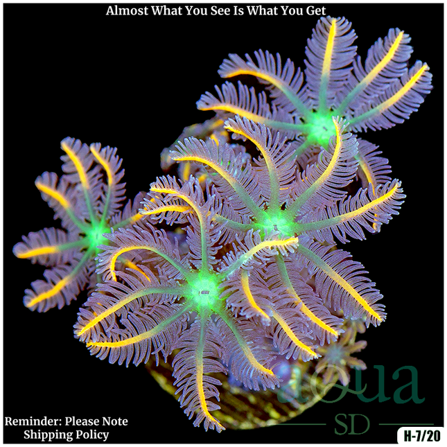 Other LPS – Aqua SD