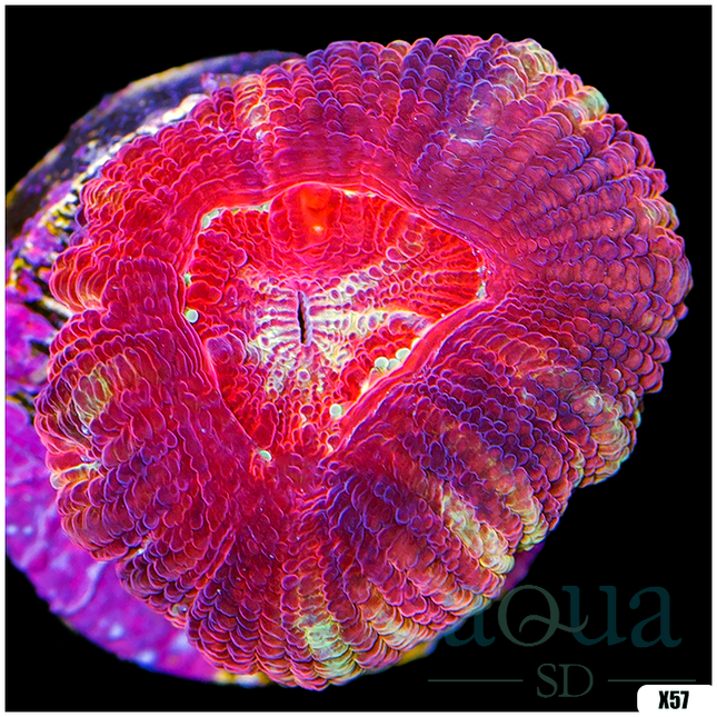 New Arrivals – Aqua SD