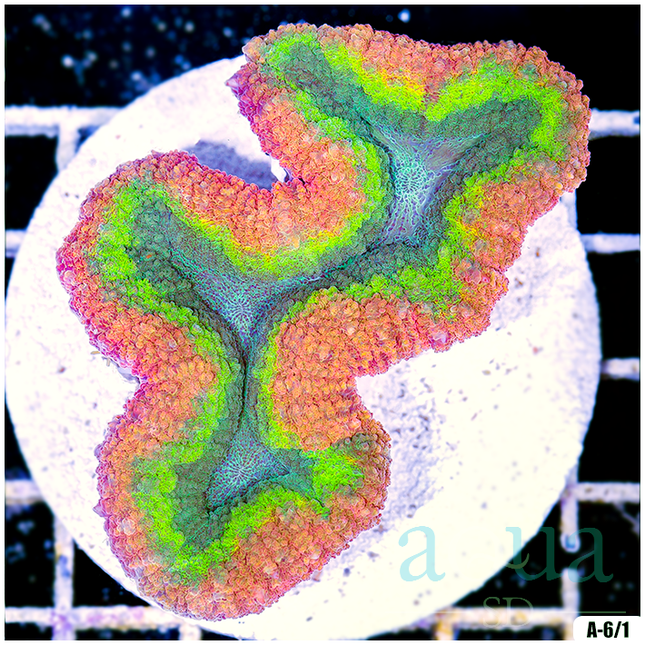 New Arrivals – Aqua SD