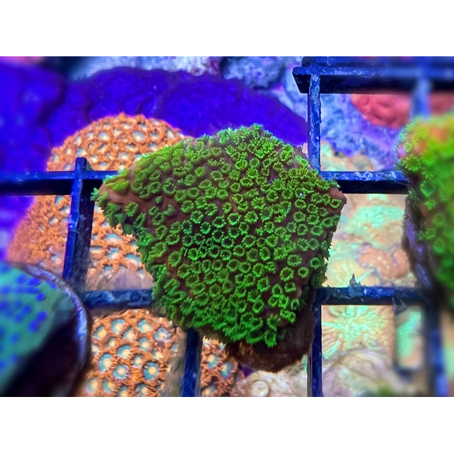 New Arrivals – Aqua SD