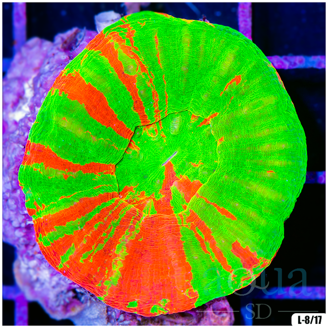 New Arrivals – Aqua SD