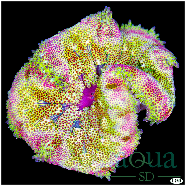 Anemones – Aqua SD