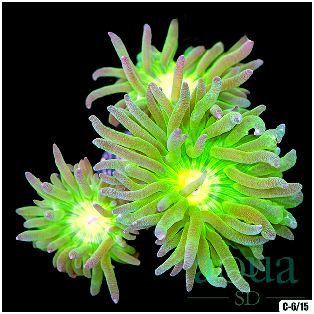 Clearance Other LPS – Aqua SD