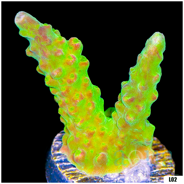 New Arrivals – Aqua SD