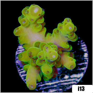 AquaSD | TSA Creamsicle Staghorn Acro | Corals For Sale – Aqua SD