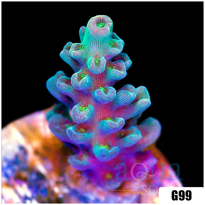 Teal Titan Tenuis – Aqua SD