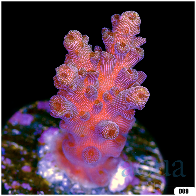 New Arrivals – Aqua SD