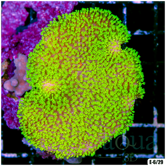 New Arrivals – Aqua SD