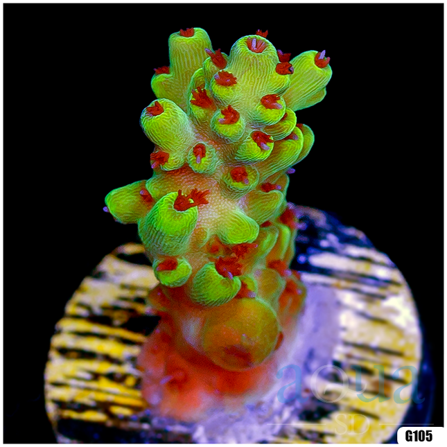 New Arrivals – Aqua SD