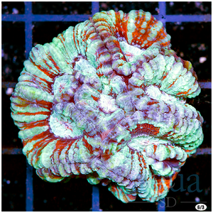 Wilsonis – Aqua SD