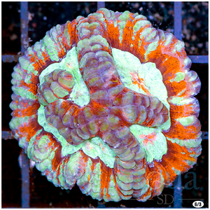 Wilsonis – Aqua SD