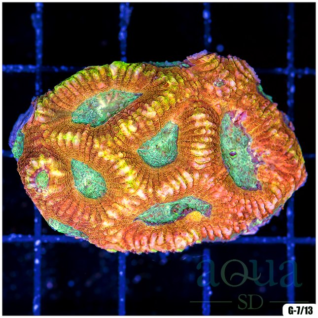 New Arrivals – Aqua SD