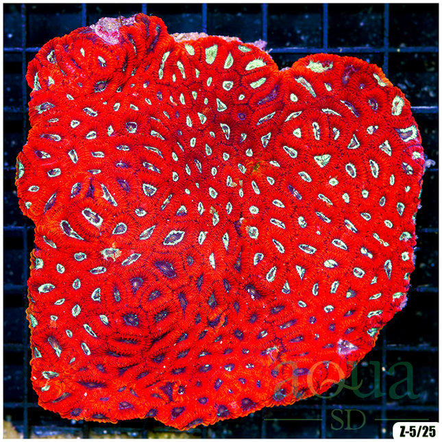 New Arrivals – Aqua SD