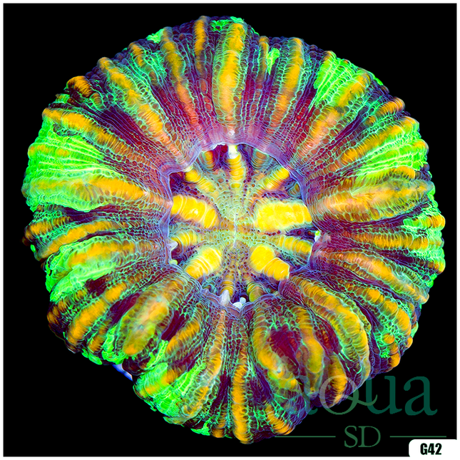 Clearance Scolys – Aqua SD