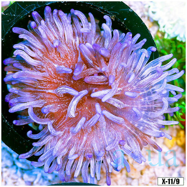 Anemones – Aqua SD