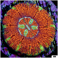 New Arrivals – Aqua SD