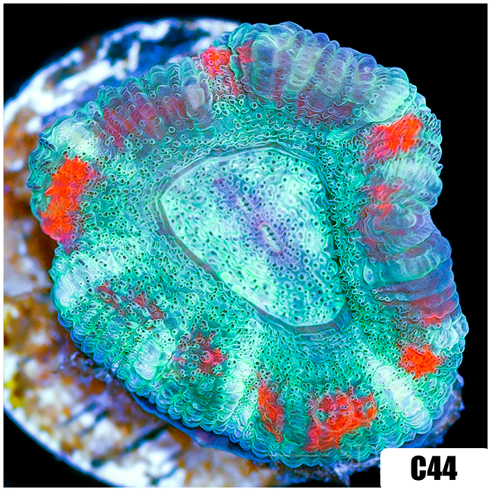 AquaSD | Ultra Teal Acan Lord | Corals For Sale – Aqua SD
