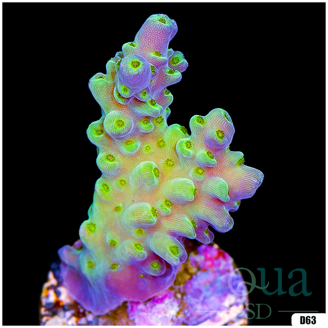 New Arrivals – Aqua SD