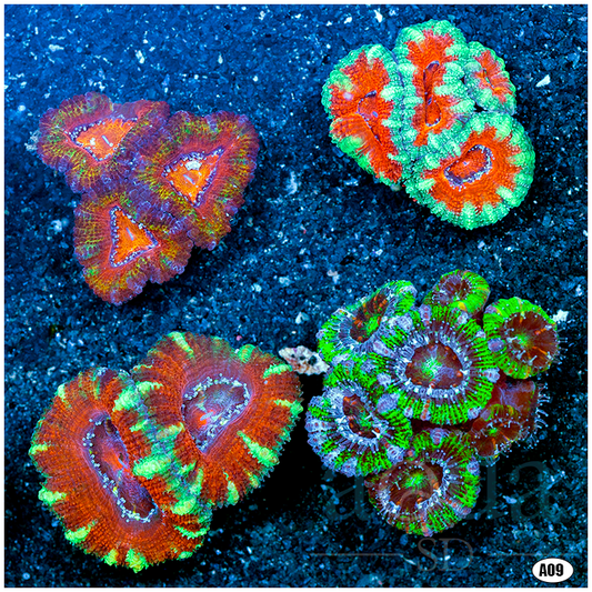 Frag Packs – Aqua SD